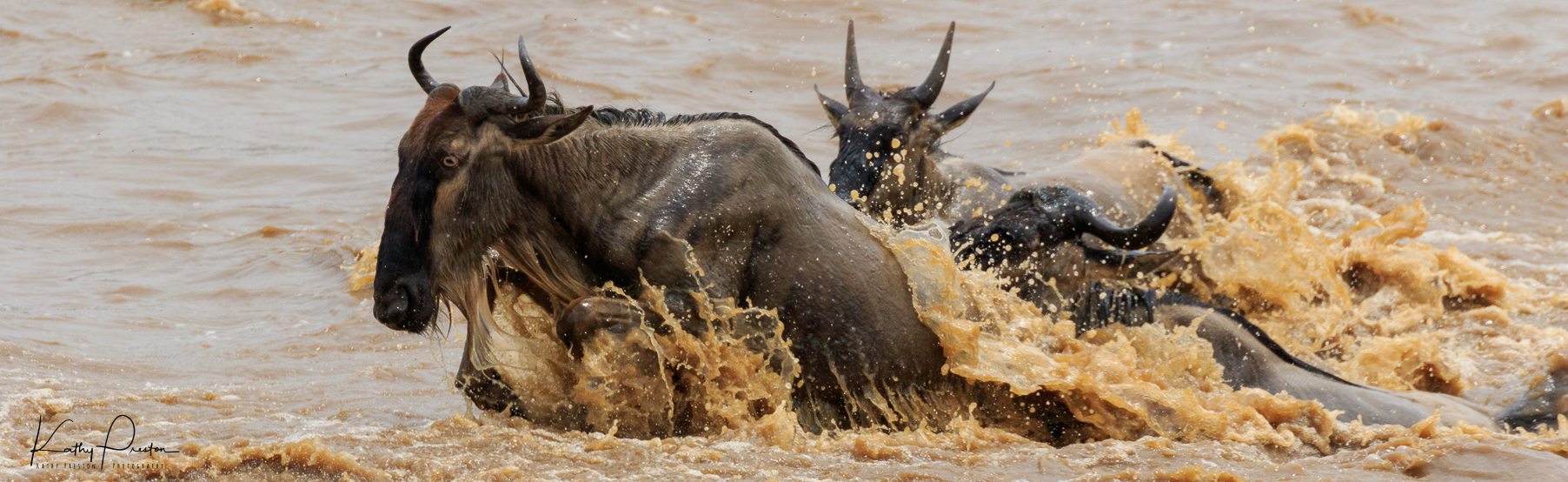 Kenya & the Great Migration – My Travels in Pictures